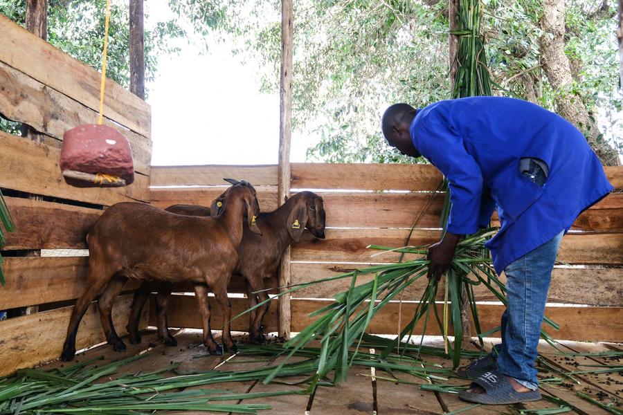 Uganda turns to Chinese hybrid goats to boost production-Xinhua