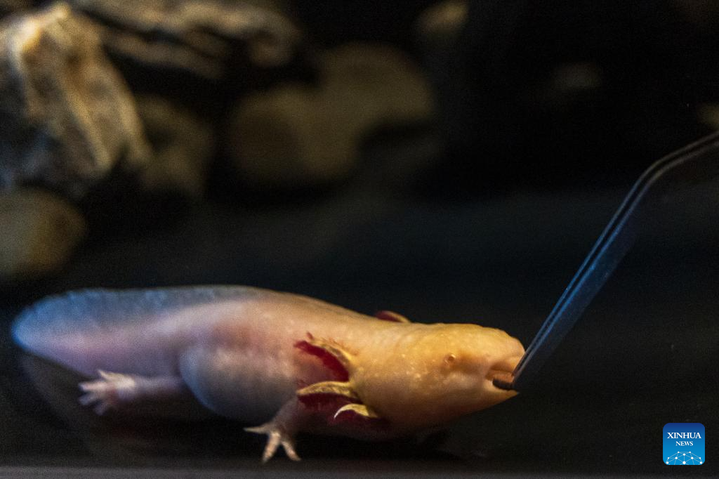 Exhibition area of axolotls opens to public at BioParque do Rio in ...
