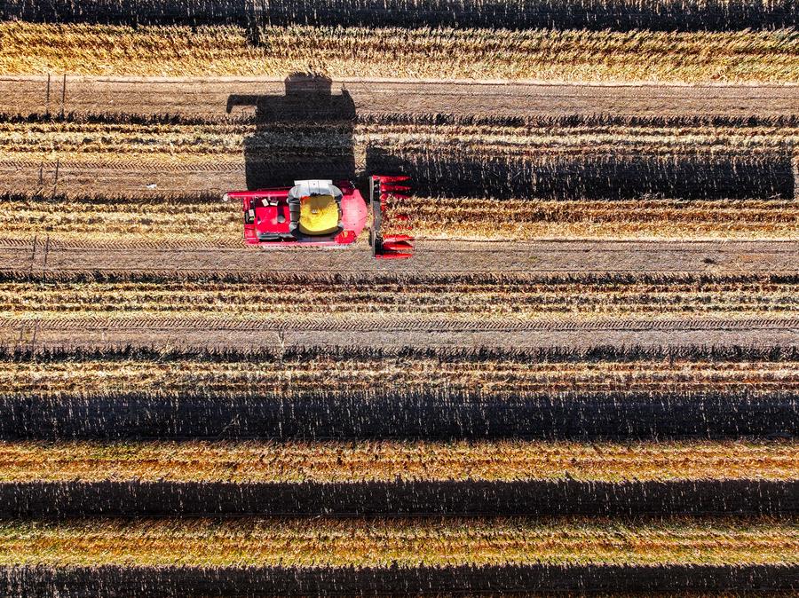InPics | Corn harvest in Tongliao of N China's Inner Mongolia-Xinhua