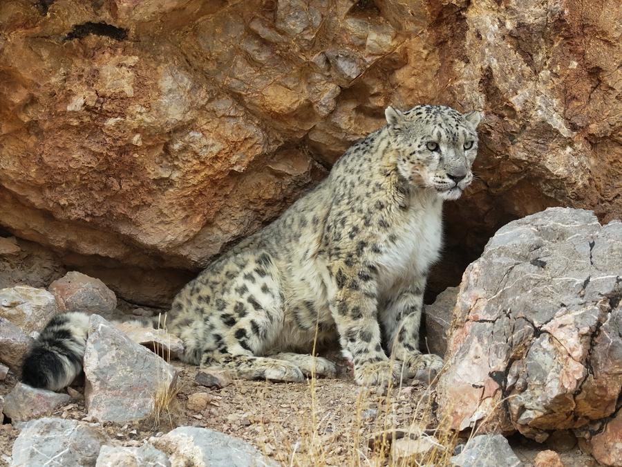 Snow leopards, photographer, herders -- harmonious coexistence of ...