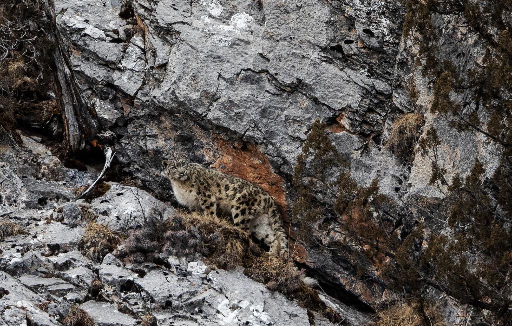 Snow leopards, photographer, herders -- harmonious coexistence of ...