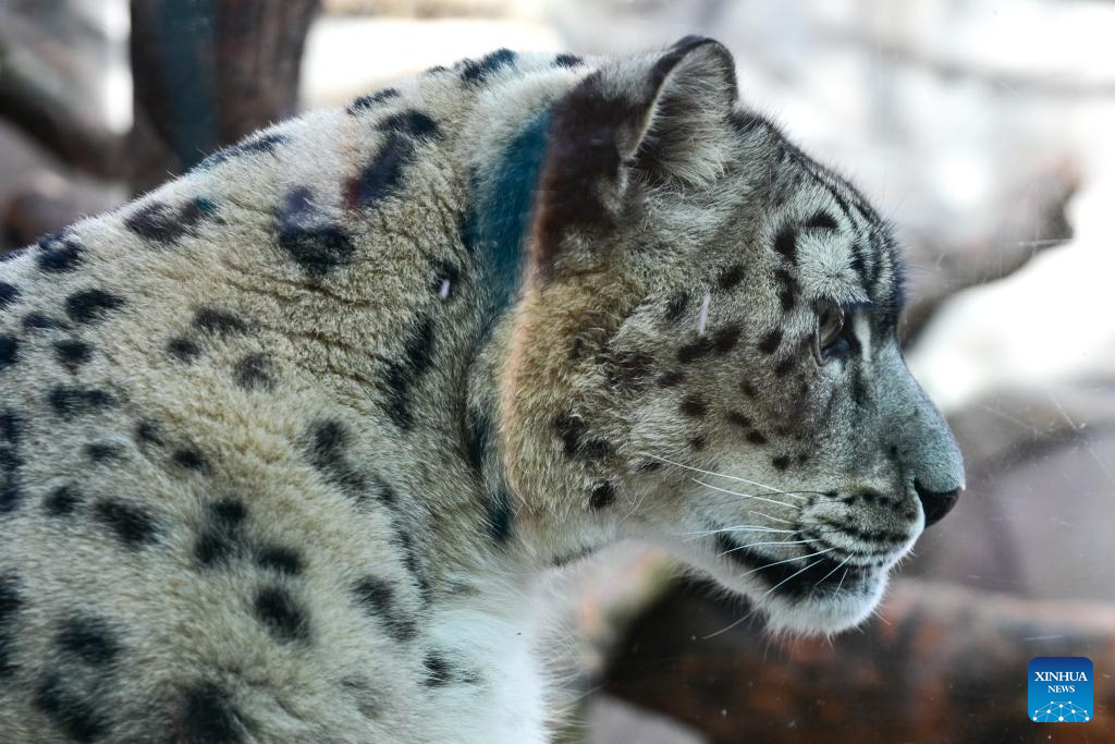 Leopard house at Xining Wildlife Park reopens after renovation-Xinhua