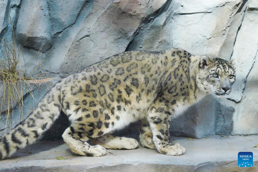 Leopard house at Xining Wildlife Park reopens after renovation-Xinhua