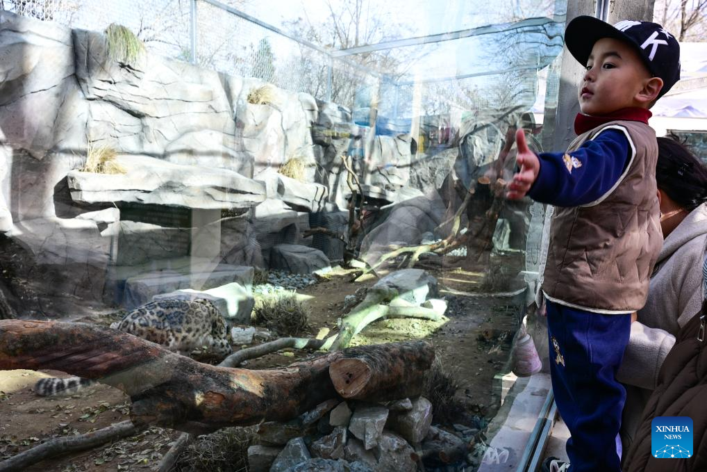 Leopard house at Xining Wildlife Park reopens after renovation-Xinhua