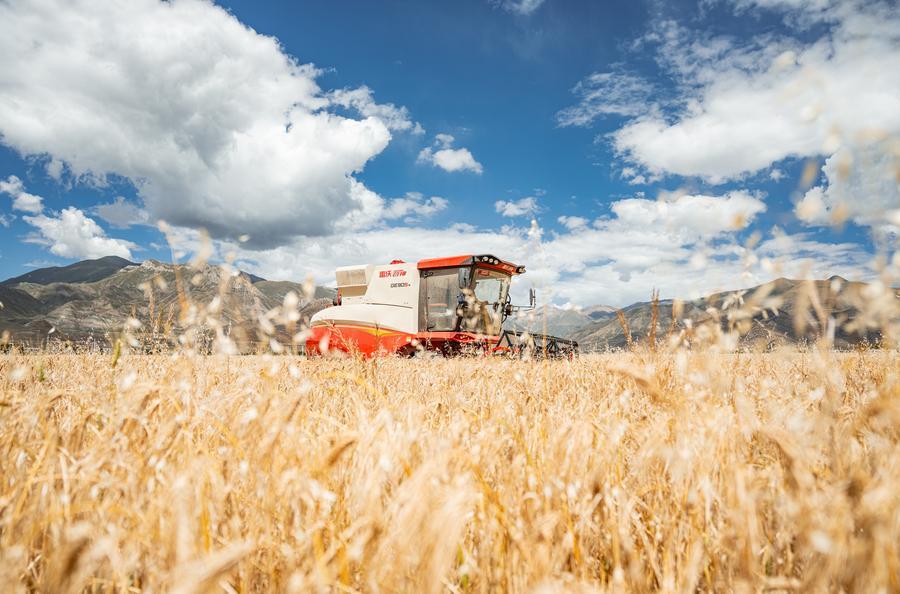 Yearender: Tech-driven rural revitalization takes roots across China ...