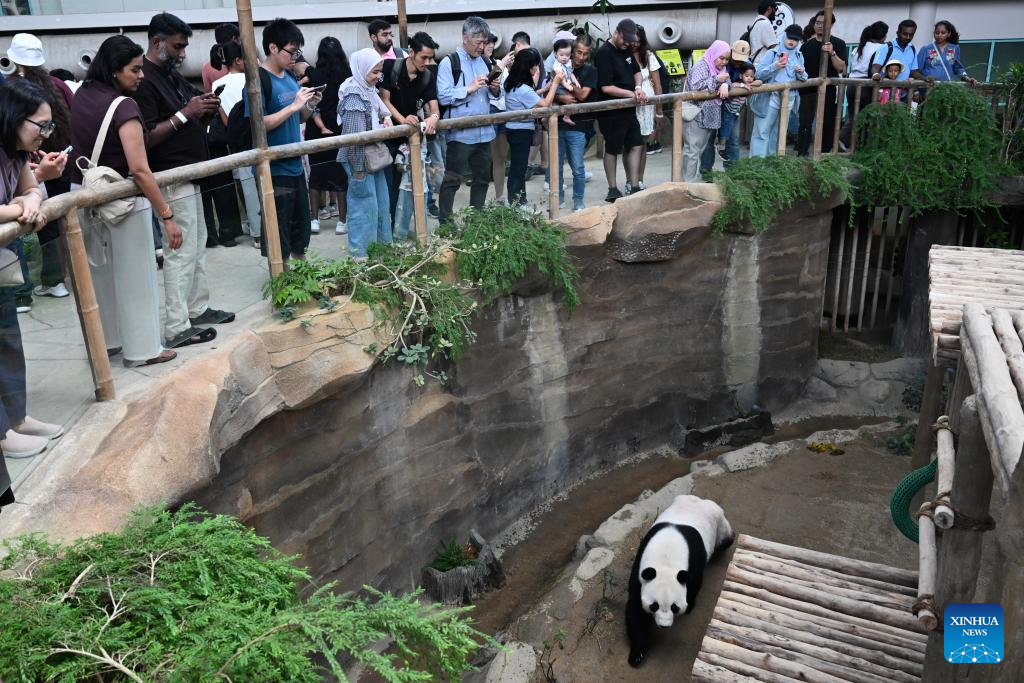 New giant panda couple makes public debut in Malaysia-Xinhua
