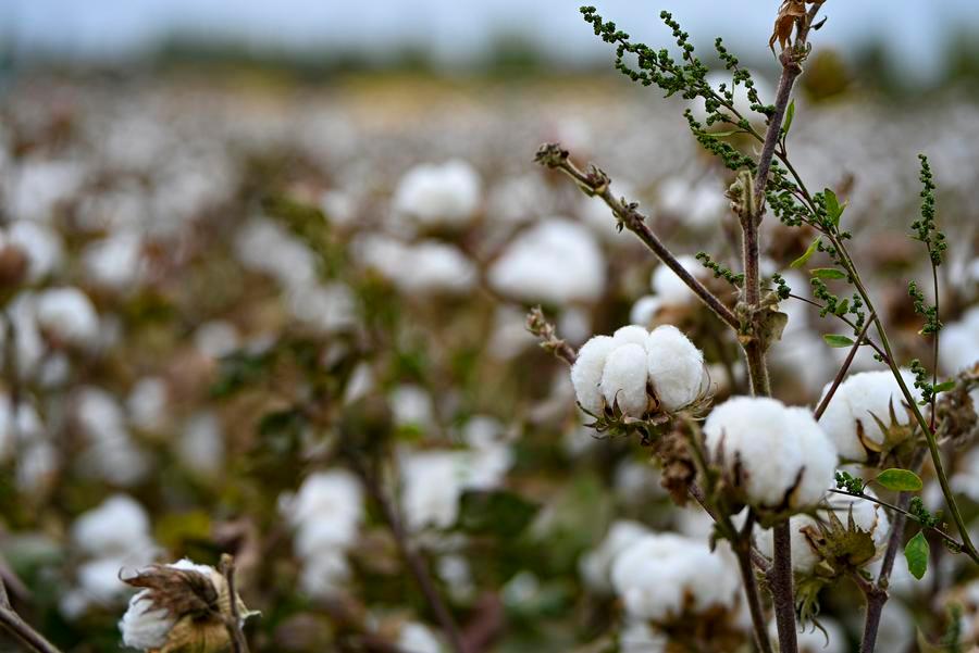 China maps cotton's evolutionary secrets to build better crops-Xinhua