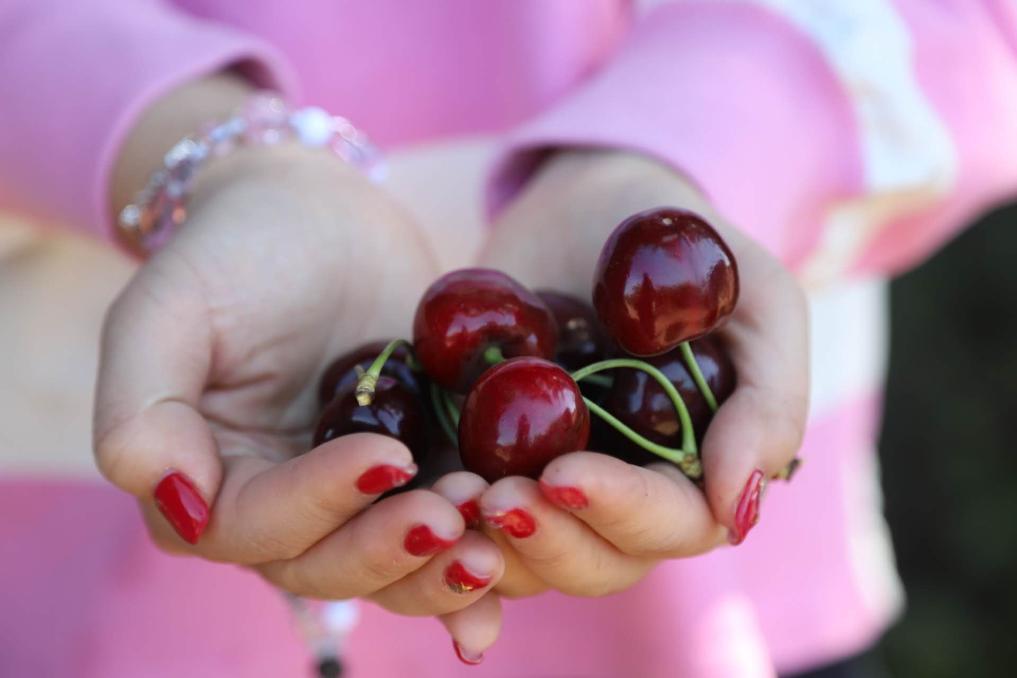 How Chile's cherries learn to ignore Chinese Lunar New Year-Xinhua