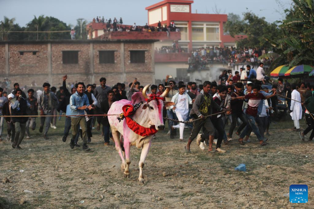 In pics: traditional rural bull race in Dohar Upazila, Bangladesh-Xinhua