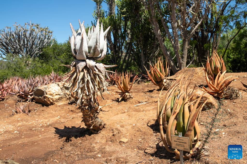 In pics: Karoo Desert National Botanical Garden in Worcester, South ...