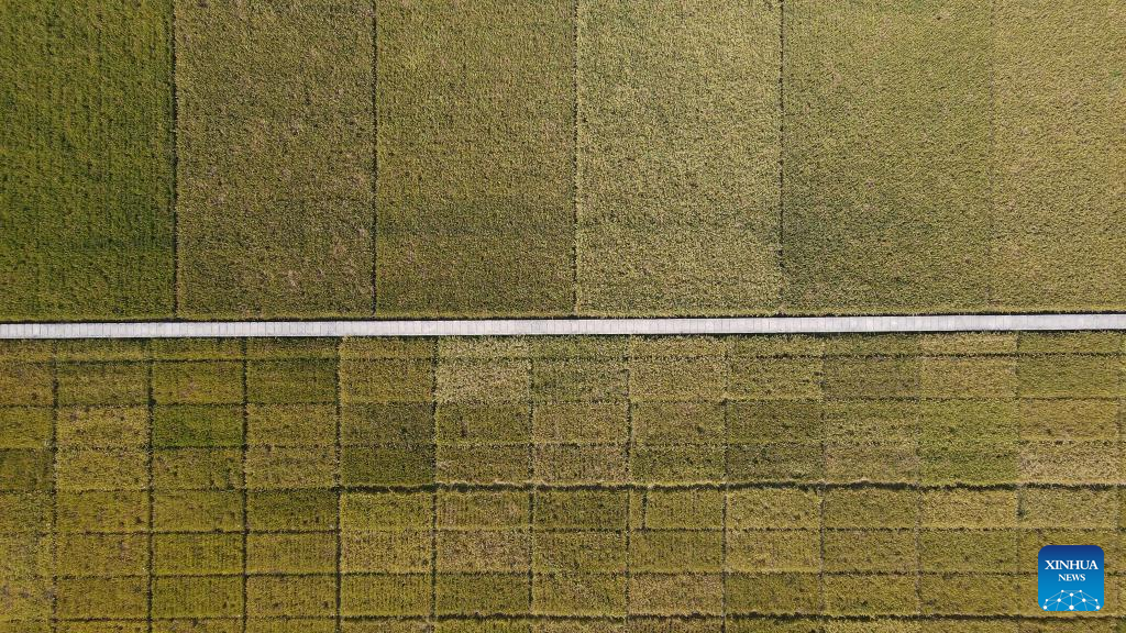 In pics: demonstration test paddy in E China's Anhui-Xinhua