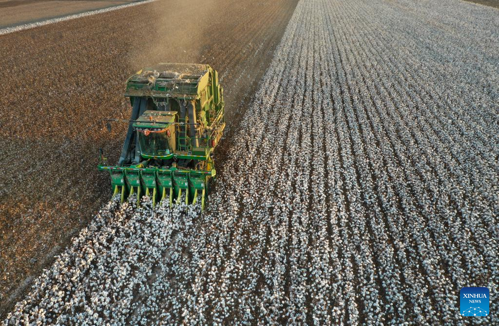 Cotton harvest season starts in Xinjiang-Xinhua