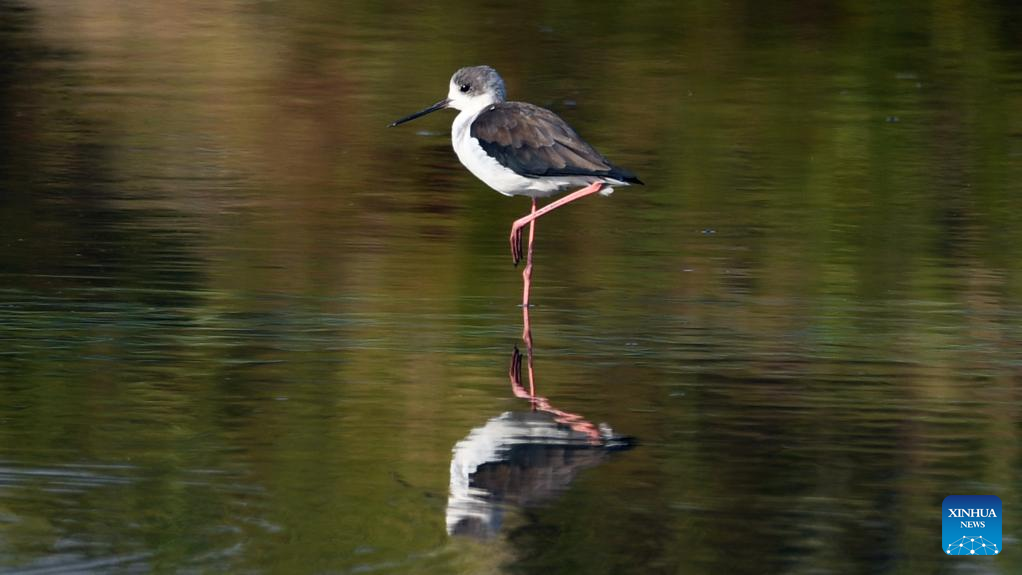 In pics: Shankou Mangrove Nature Reserve in S China's Guangxi-Xinhua