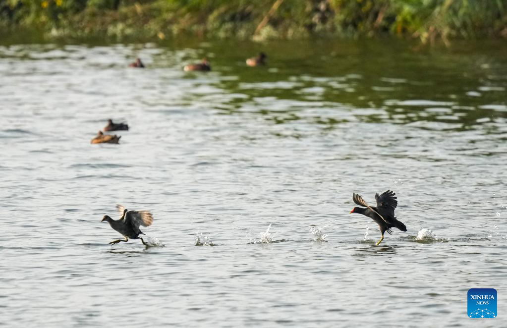 Scenery of Shuanggui Lake national wetland park in SW China's Chongqing ...