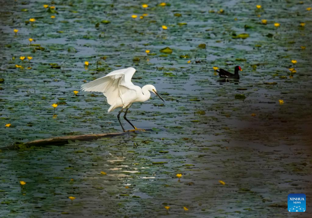 Scenery of Shuanggui Lake national wetland park in SW China's Chongqing ...