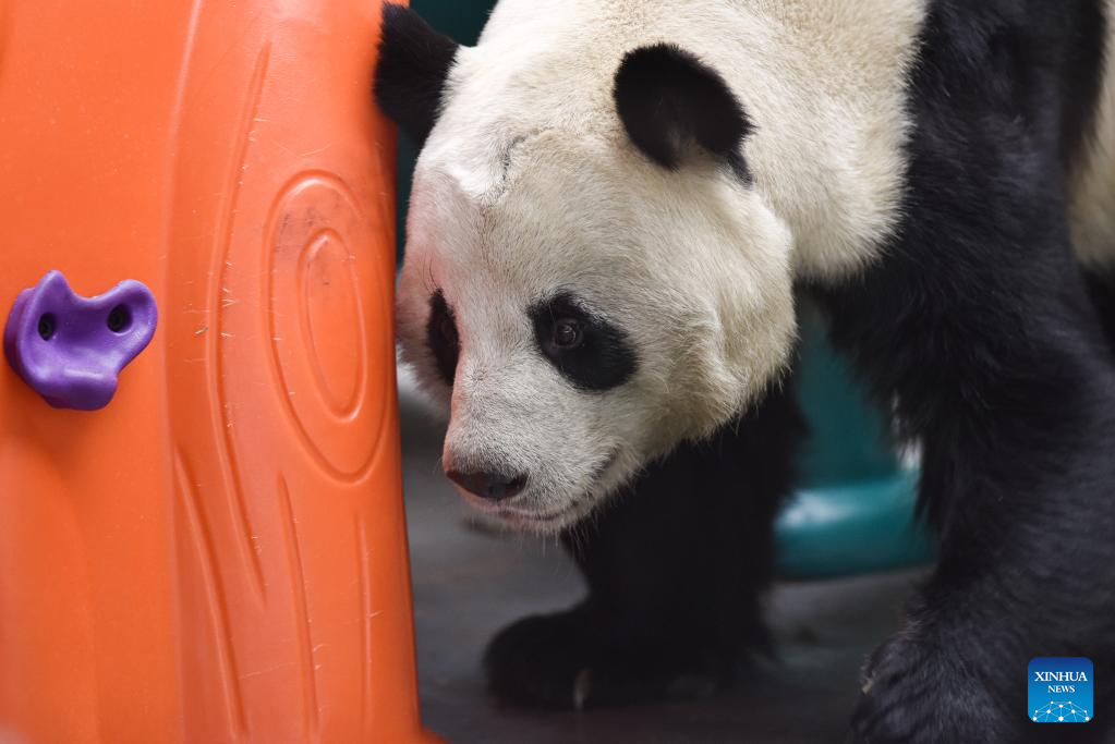 Giant panda seen in Xining, NW China's Qinghai-Xinhua