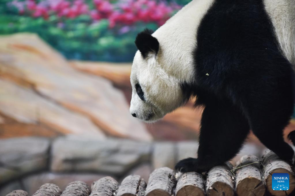 Giant panda seen in Xining, NW China's Qinghai-Xinhua