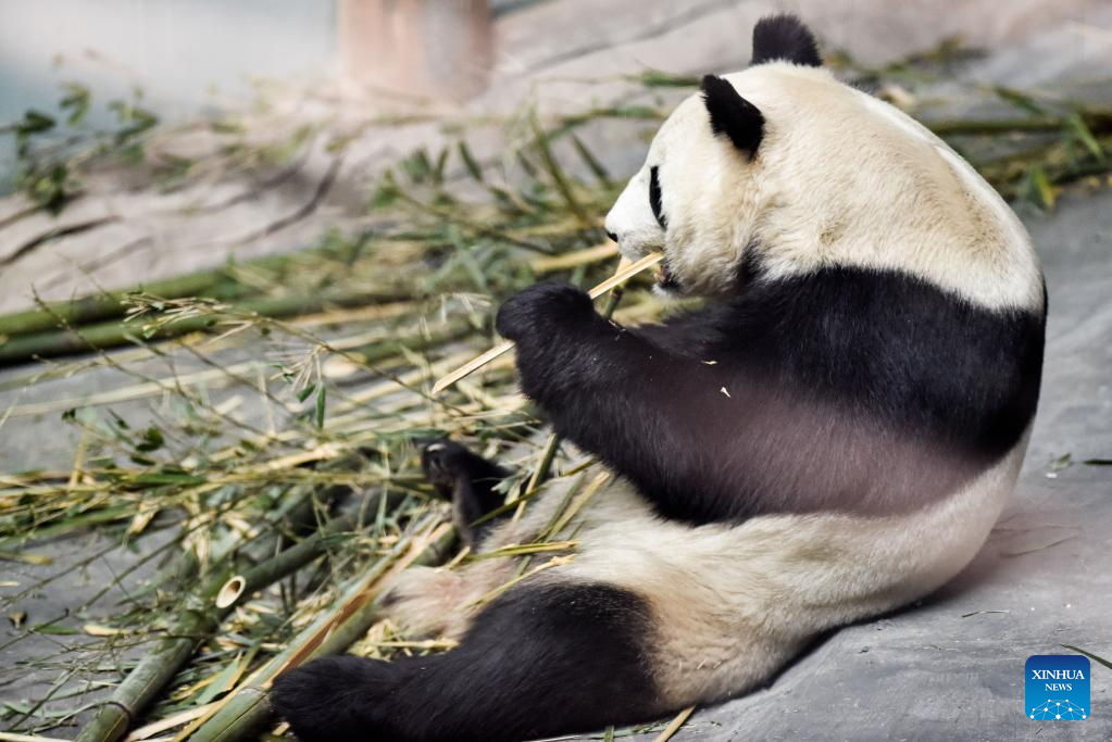 Giant panda seen in Xining, NW China's Qinghai-Xinhua