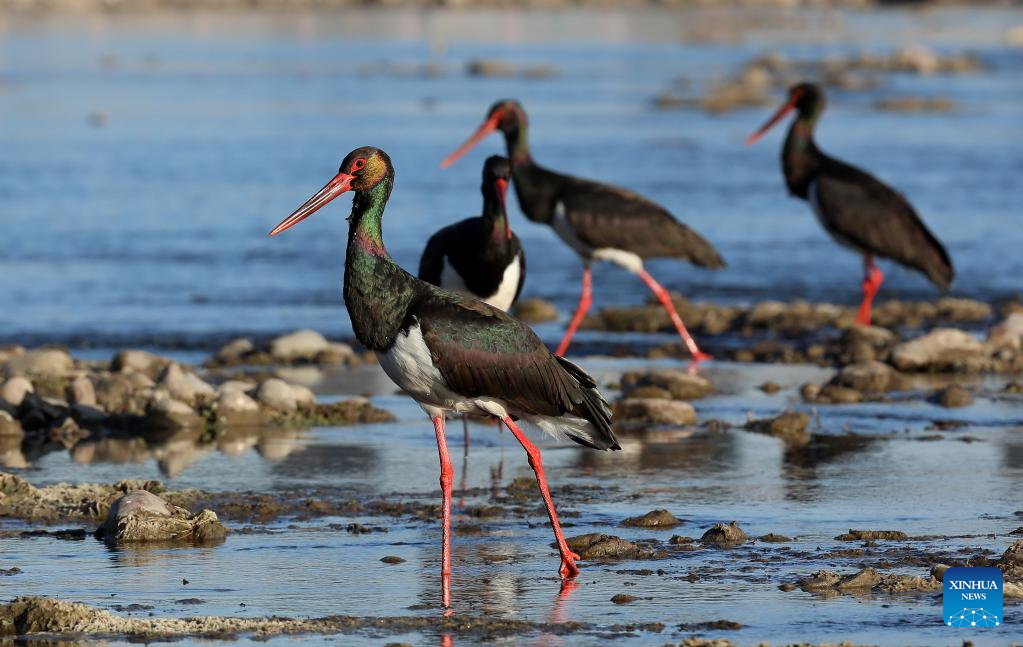 In pics: black storks at Mianman River in north China's Hebei-Xinhua