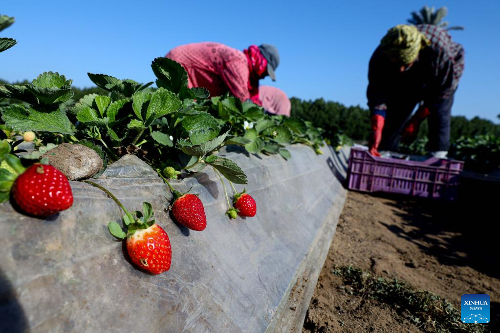 Egypt enters winter harvest season of strawberry-Xinhua