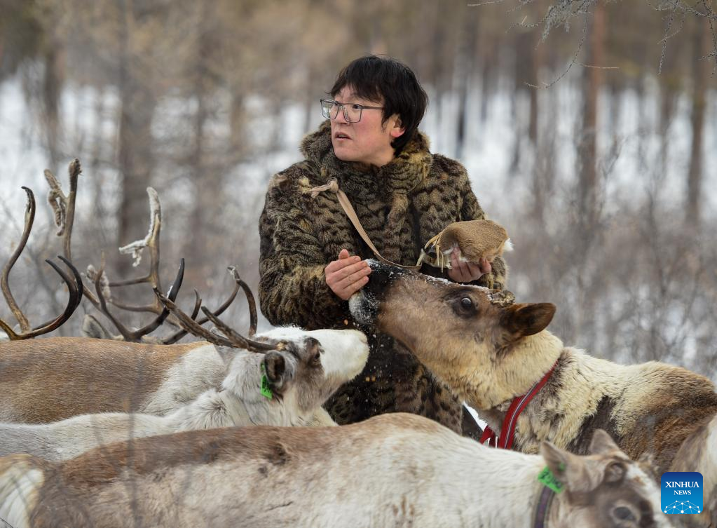 Pic story: life of reindeer herder of Ewenki ethnic group in N China's ...