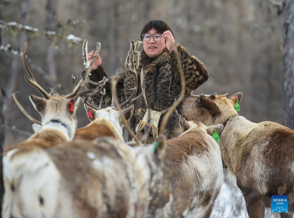Pic story: life of reindeer herder of Ewenki ethnic group in N China's ...