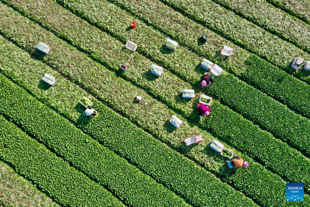 Spring farming underway across China-Xinhua