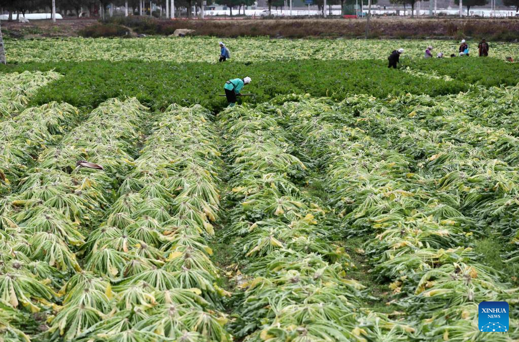 Spring farming underway across China-Xinhua