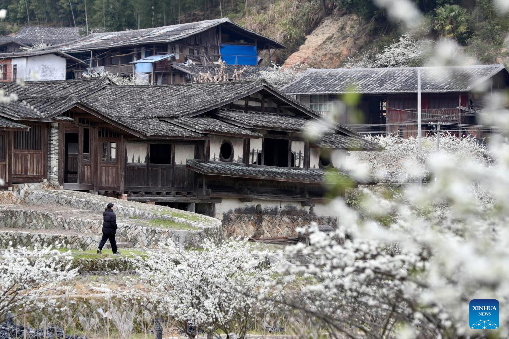 Ancient villages attract tourists as plum trees in blossom in Yongtai ...
