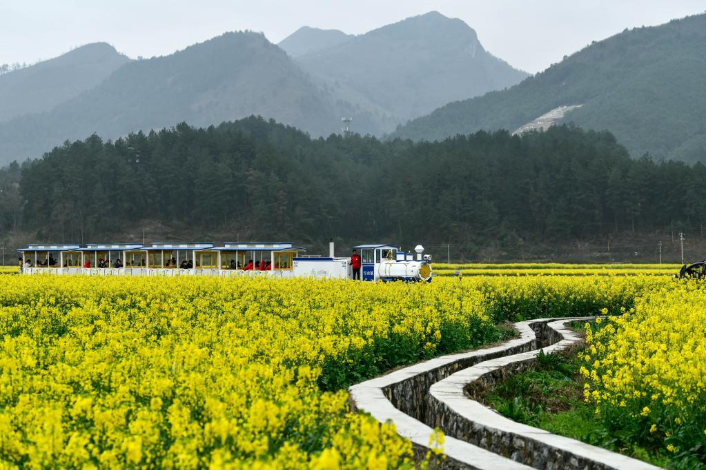 Cole flowers in full blossom in SW China's Guizhou-Xinhua