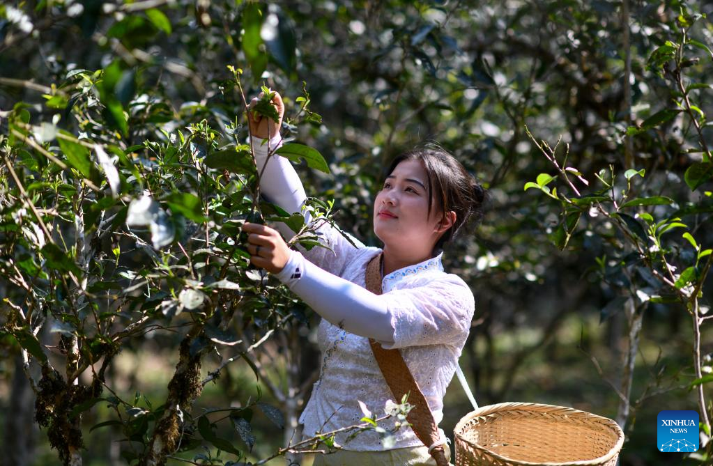 Spring tea picking starts in Pu'er City, China's Yunnan-Xinhua
