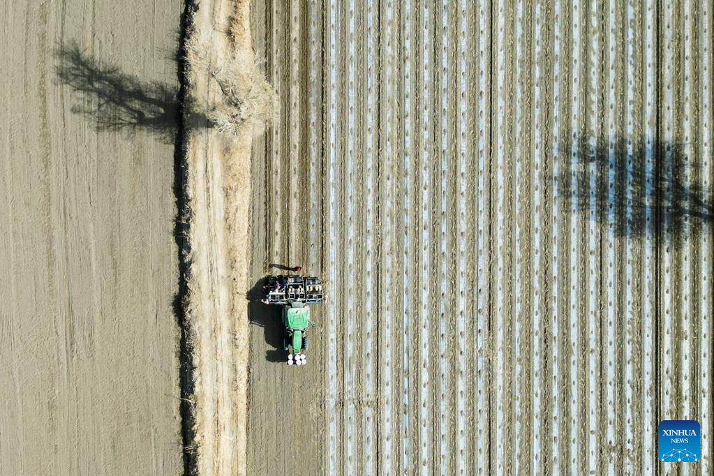 China's major cotton producer starts spring sowing-Xinhua