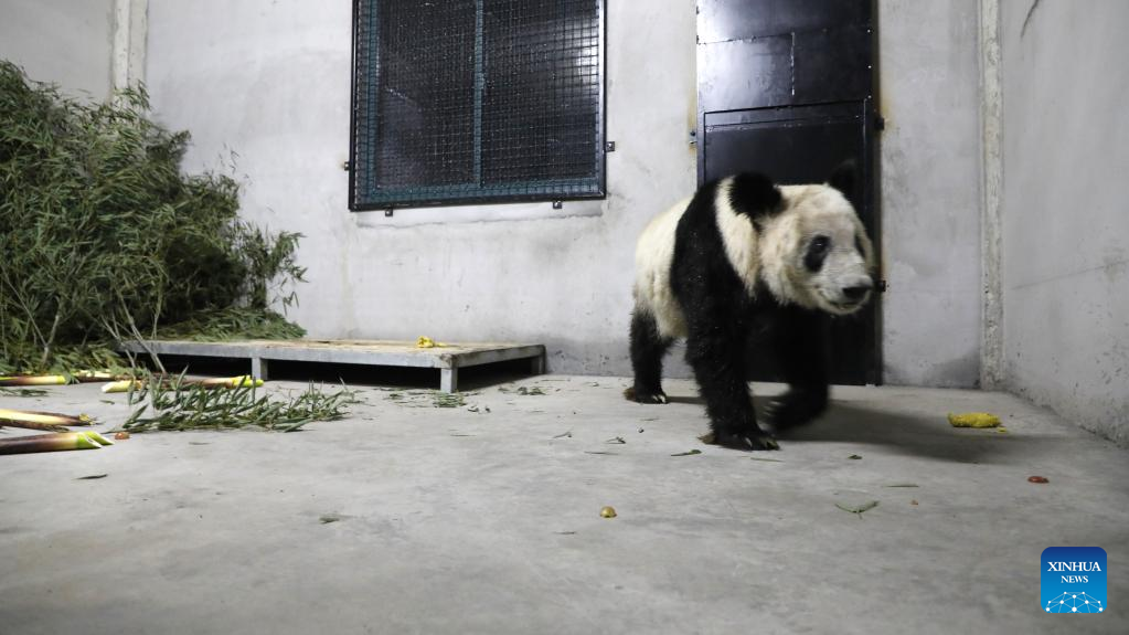 Giant panda Ya Ya arrives in Shanghai-Xinhua