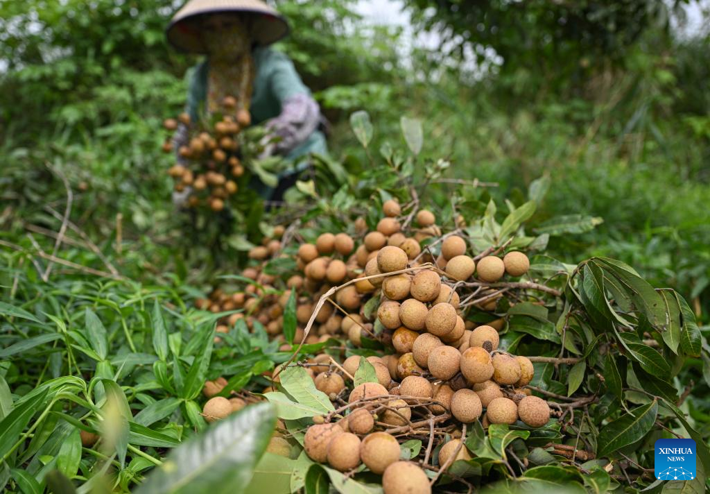 Longan fruits enter harvest season in Hainan-Xinhua