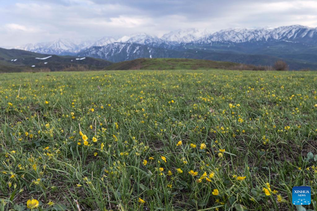 Scenery of Barlik Mountain area in Yumin County, NW China -Xinhua