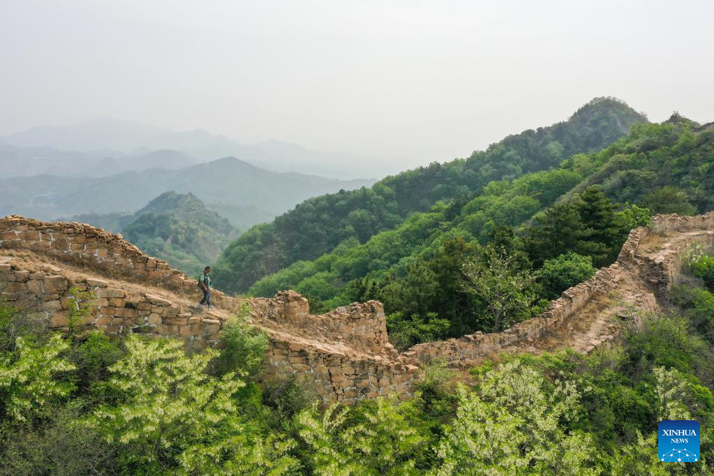 Pic story: Dedicated Great Wall protector in north China's Hebei-Xinhua