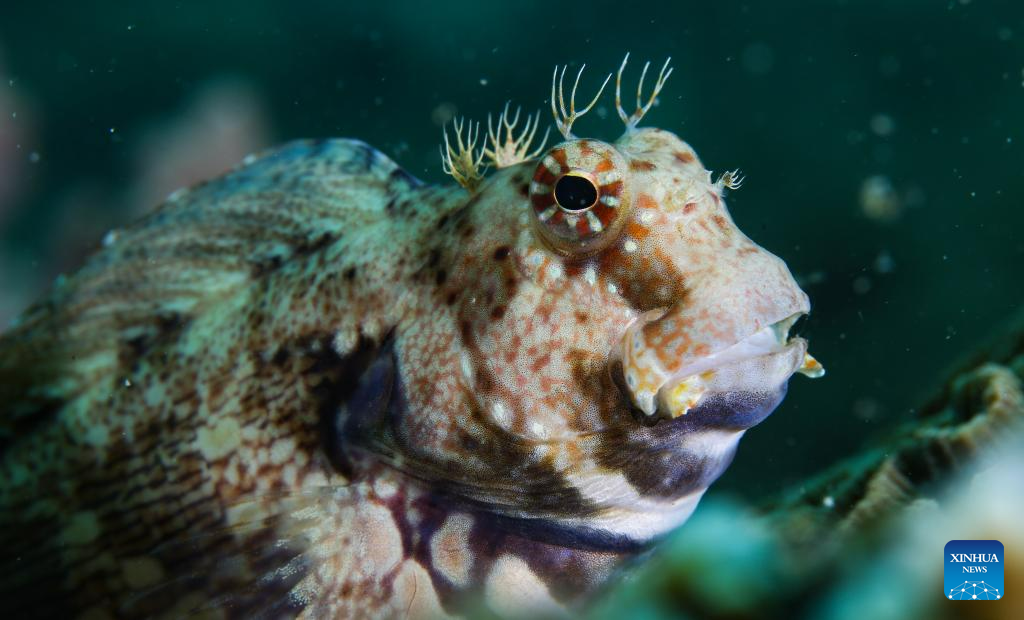 Marine ranch helps promote protection, restoration of marine ecosystem ...