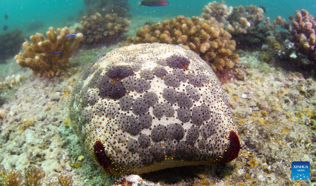 Marine ranch helps promote protection, restoration of marine ecosystem ...