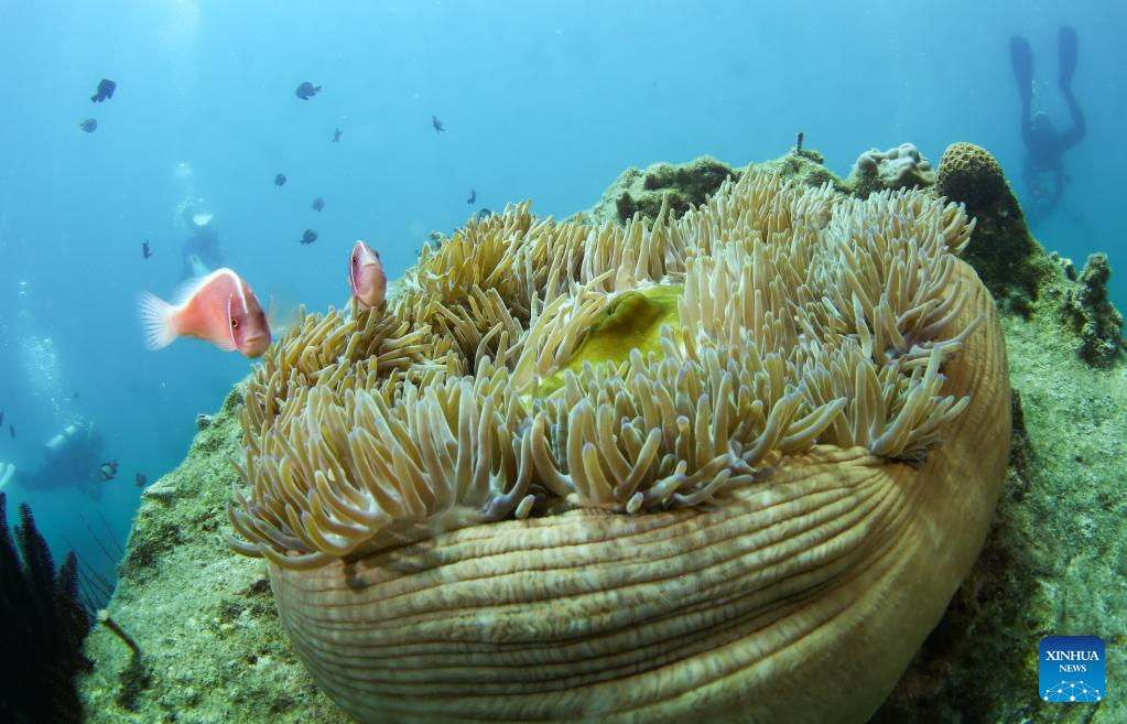 Marine ranch helps promote protection, restoration of marine ecosystem ...