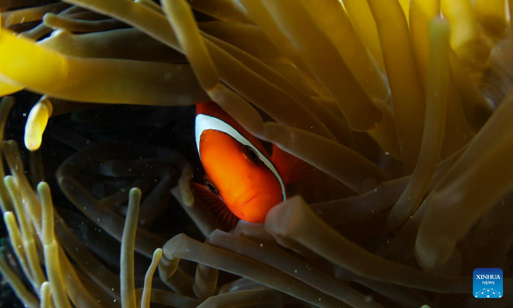 Marine ranch helps promote protection, restoration of marine ecosystem ...
