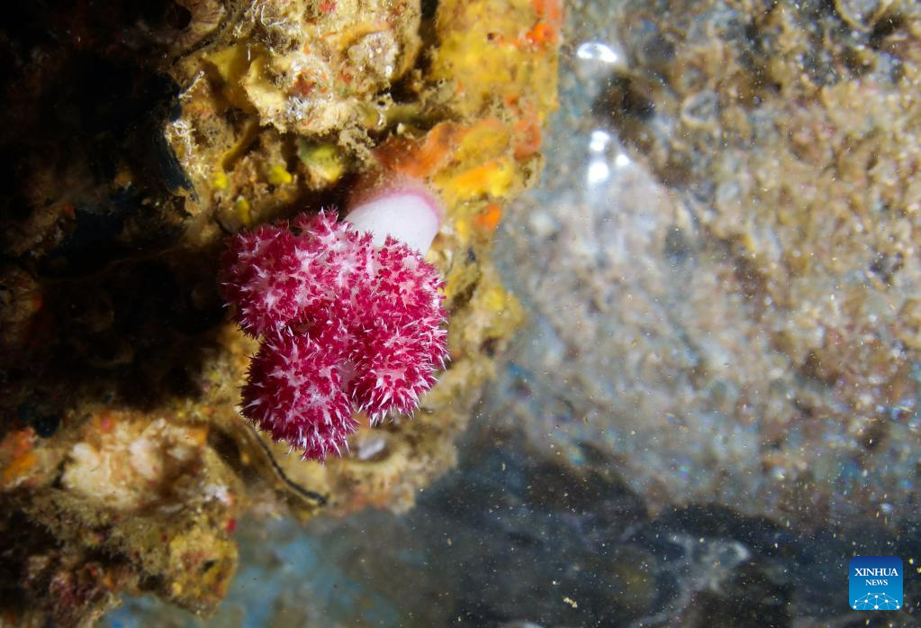 Marine ranch helps promote protection, restoration of marine ecosystem ...