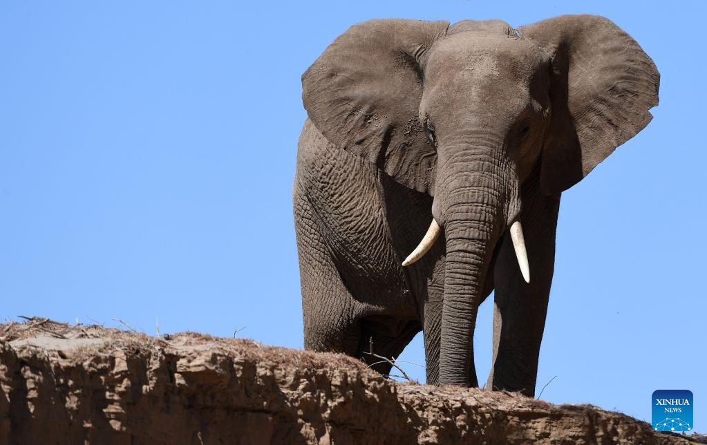 Human activity threatens survival of desert elephants in Namibia: study ...