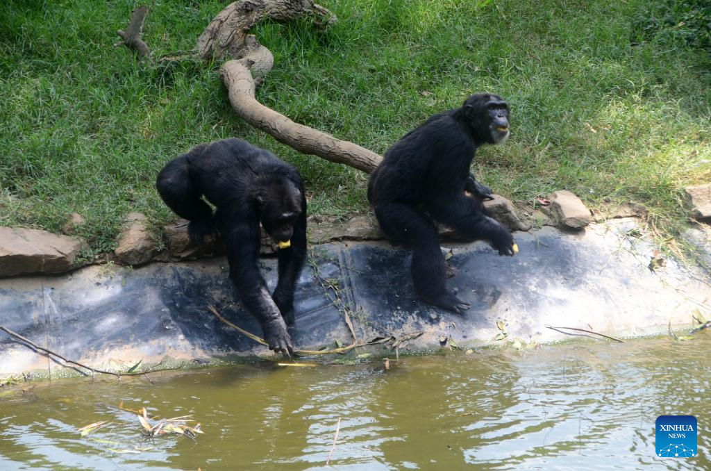World Chimpanzee Day celebrated in Uganda-Xinhua