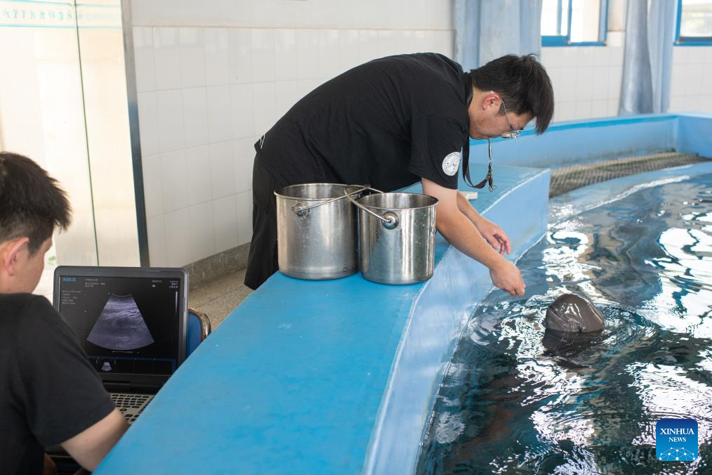 Yangtze finless porpoises under well protection with improved ...