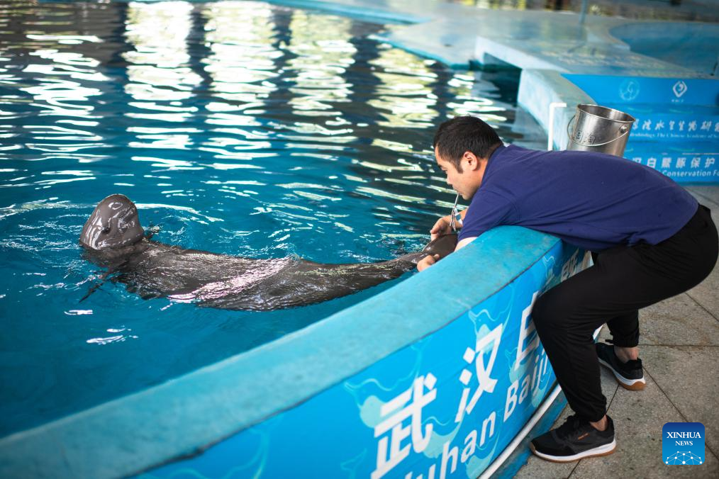 Yangtze finless porpoises under well protection with improved ...