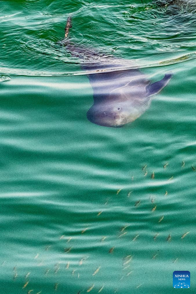 Yangtze finless porpoises under well protection with improved ...