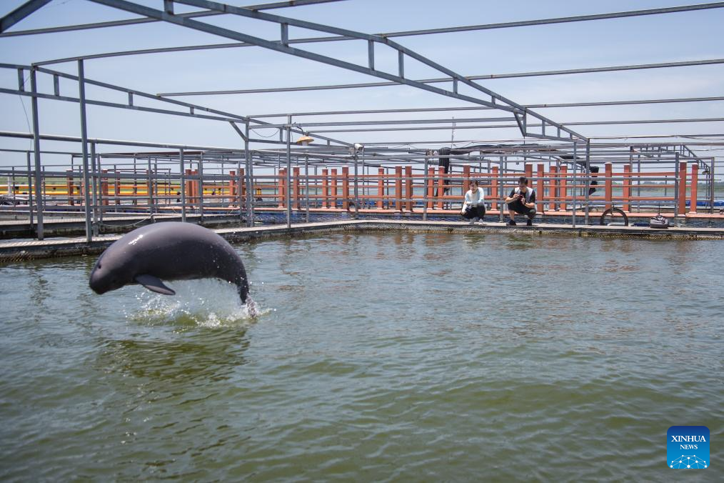Yangtze finless porpoises under well protection with improved ...
