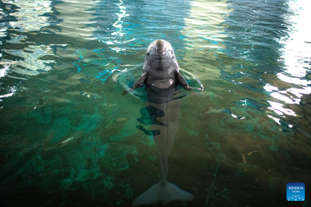 Yangtze finless porpoises under well protection with improved ...