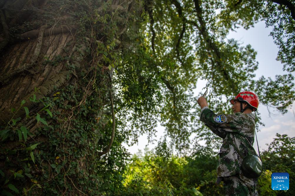 Forest chief scheme implemented to protect ancient trees in Liuyang ...