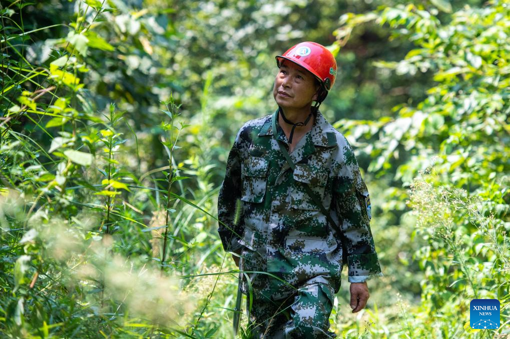 Forest chief scheme implemented to protect ancient trees in Liuyang ...